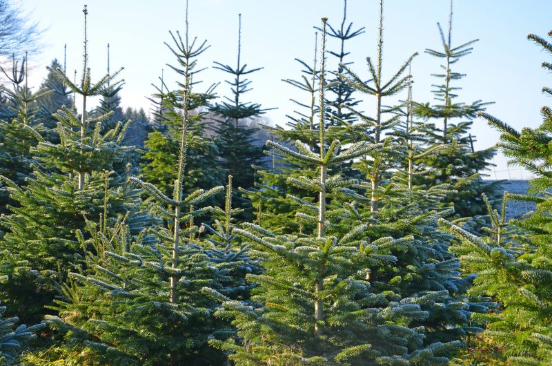 Christbaum Wald in Timelkam/OÖ | 🎄Christbaum Habring